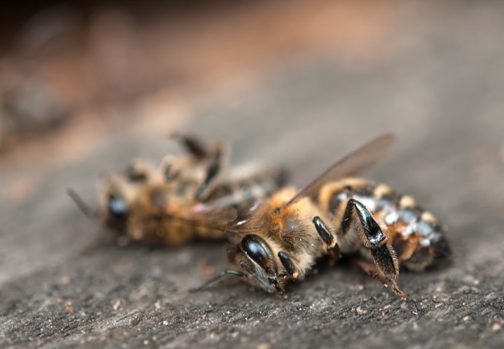 Insecten | Wat zijn insecten? En wat eten ze? | wibnet.nl