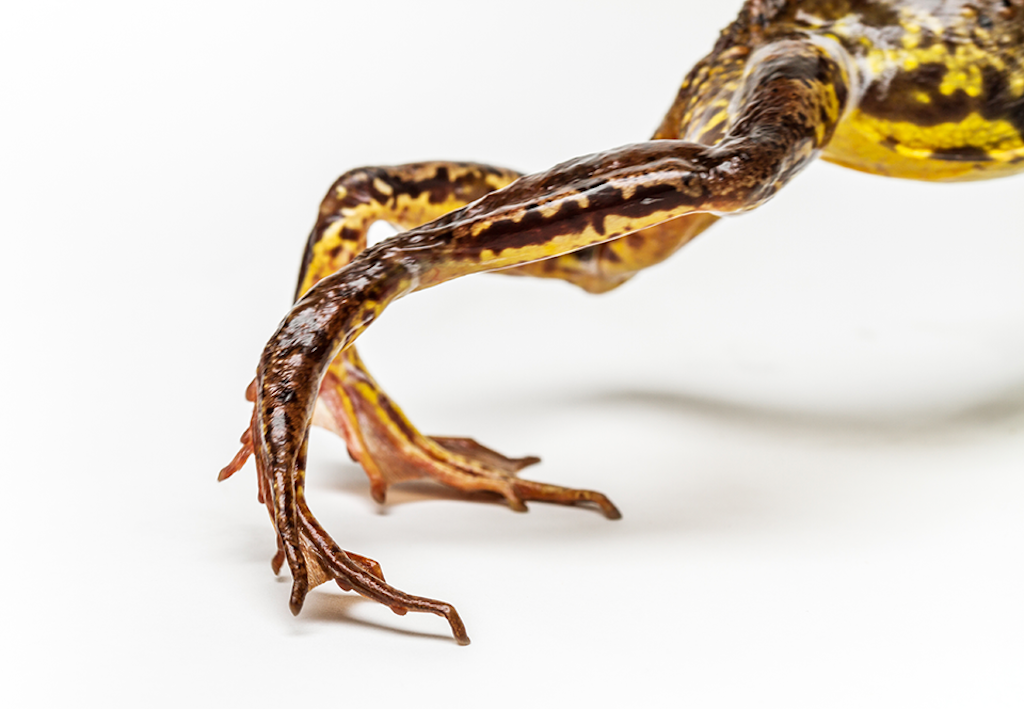 Världens tio fulaste djur – Rösta på din favorit | illvet.se