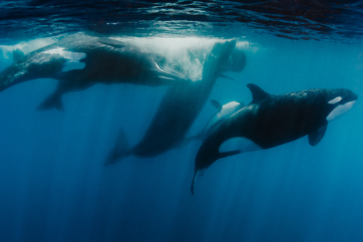 Hvaler - Hvad er verdens største hvaler og hvor mange hvalarter findes ...