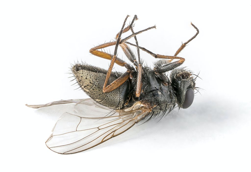 Vänder sig flugor alltid på på rygg när de dör? | illvet.se