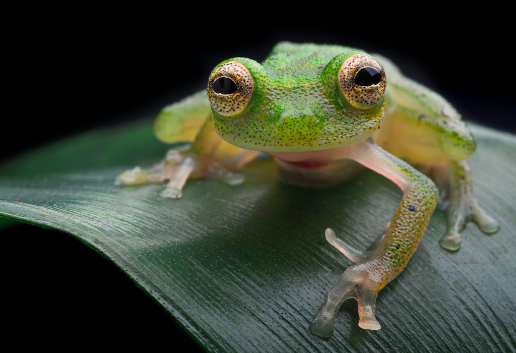 Glaskikker: Lijf camoufleert zichzelf | wibnet.nl