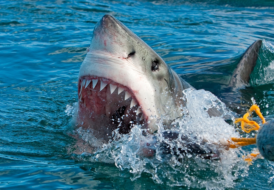 Hait – Lue tästä faktoja haista | tieku.fi