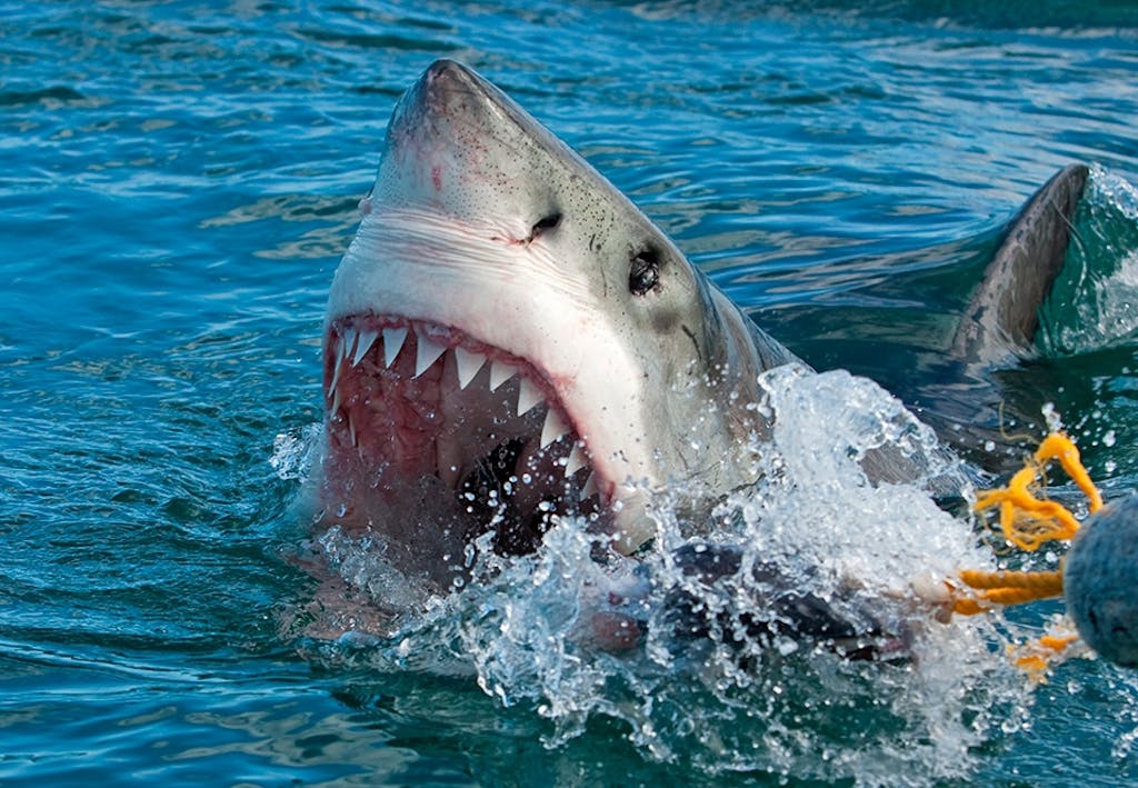 Haaien - Meer feiten over haaien vind je hier | wibnet.nl