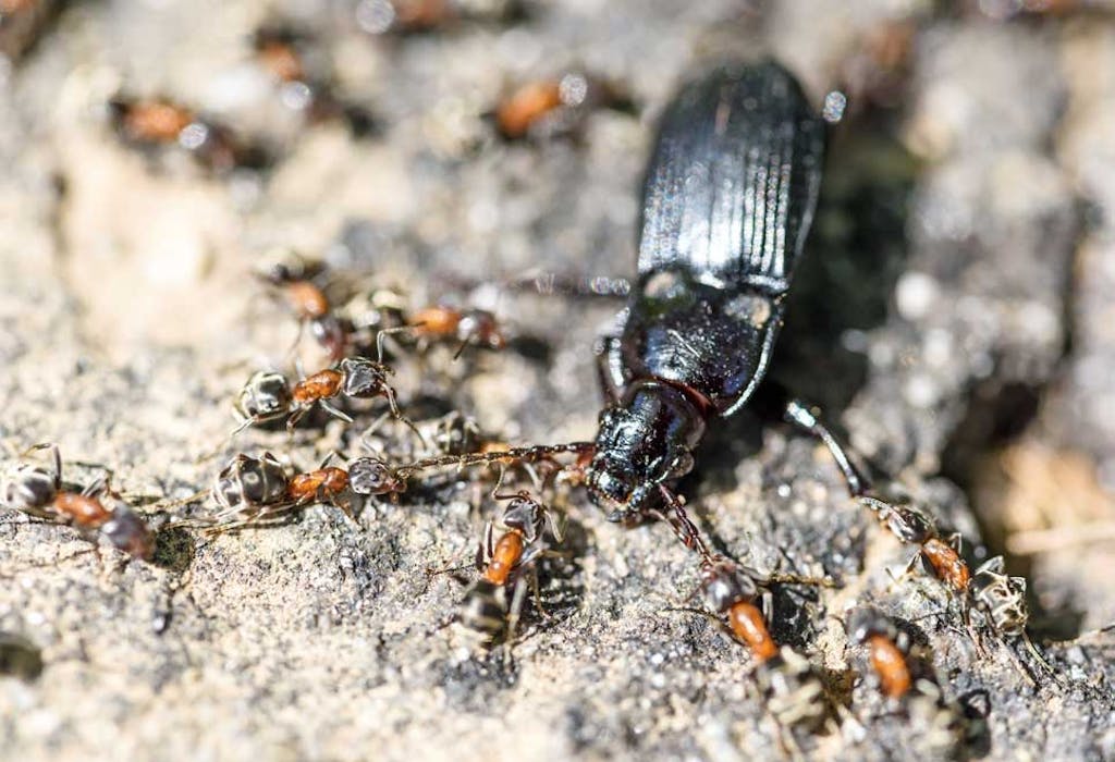 Insecten | Wat zijn insecten? En wat eten ze? | wibnet.nl