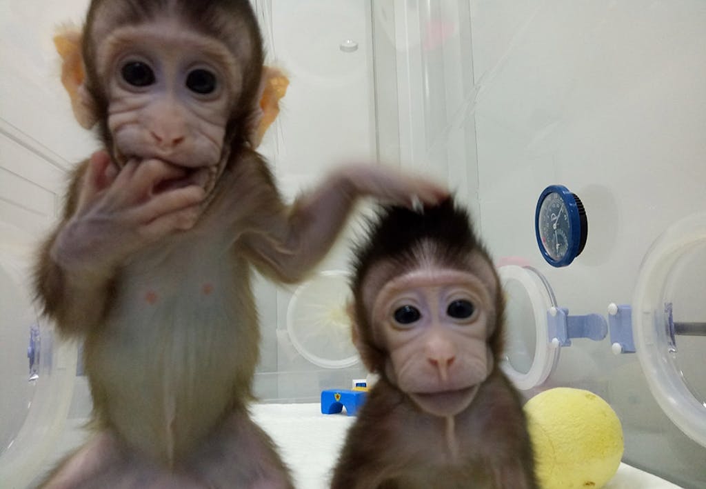 Aber - Evolutionen og det klogeste dyr i verden | illvid.dk