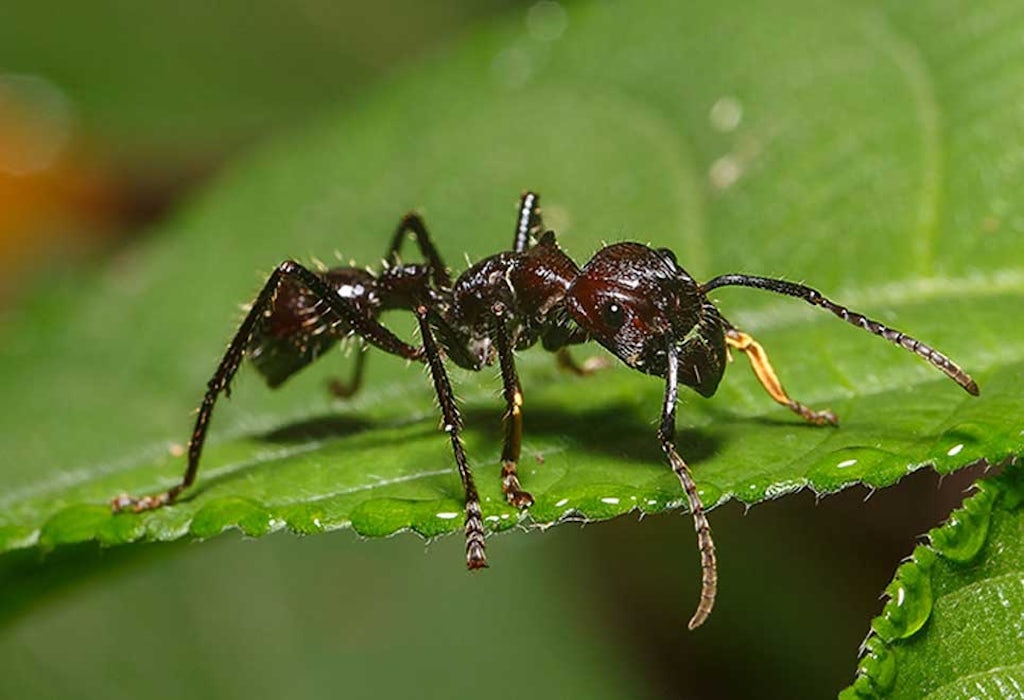 De 5 ergste insectensteken | wibnet.nl