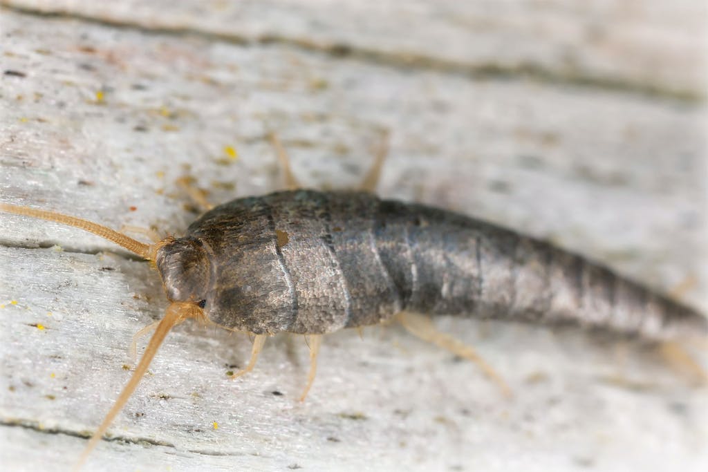 Wat je moet weten over papiervisjes | wibnet.nl