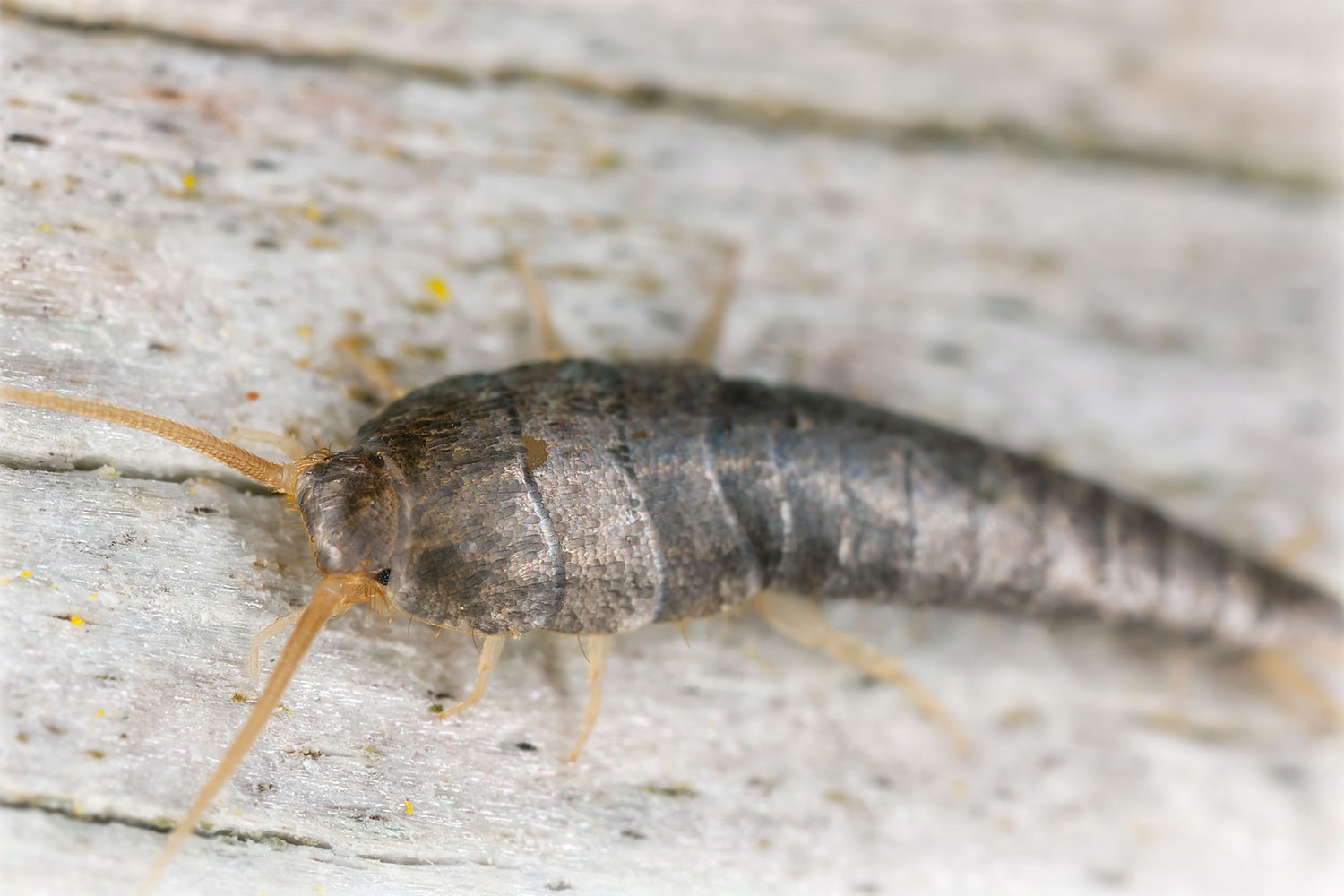 Insecten | Wat zijn insecten? En wat eten ze? | wibnet.nl