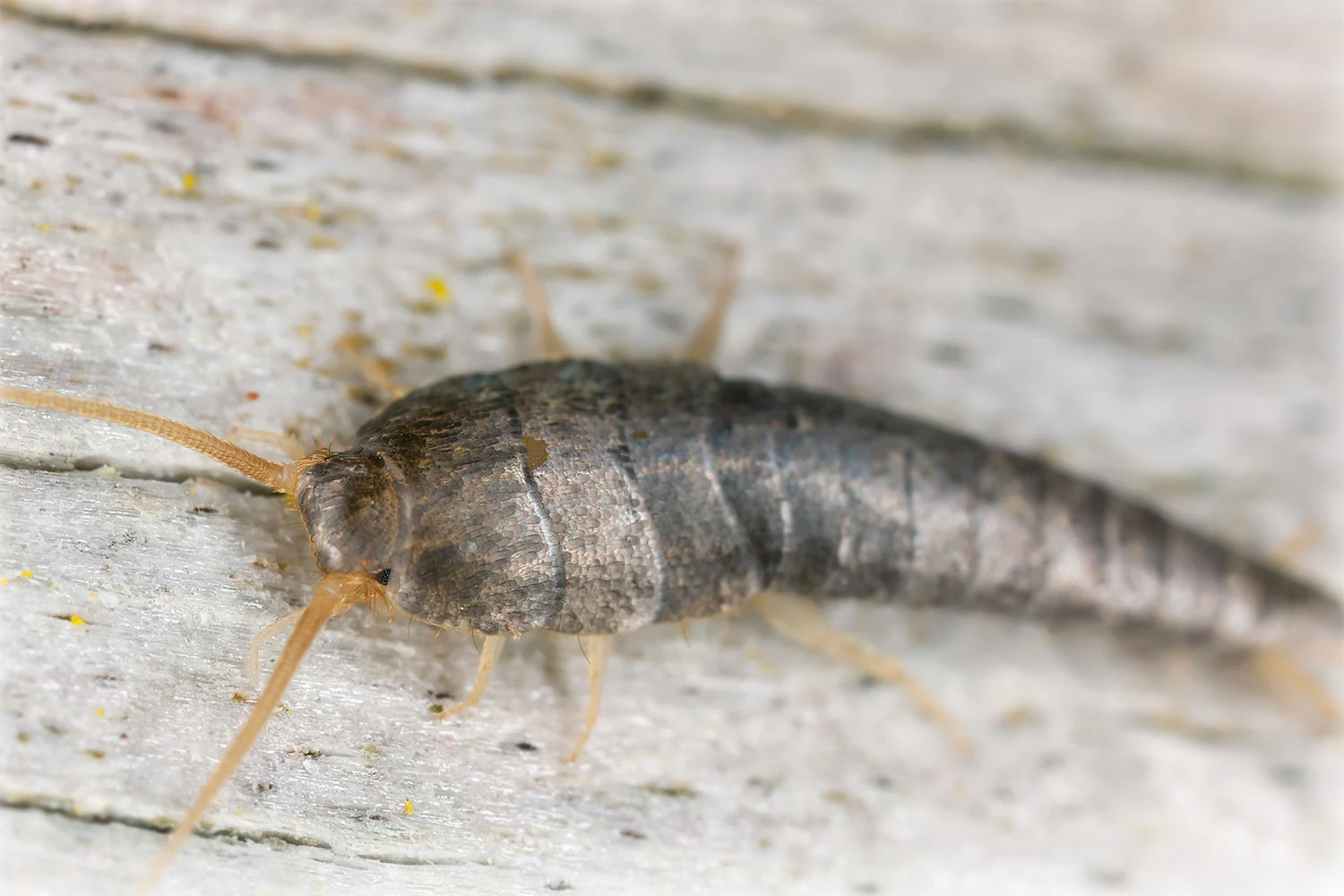 Insekter | illvet.se