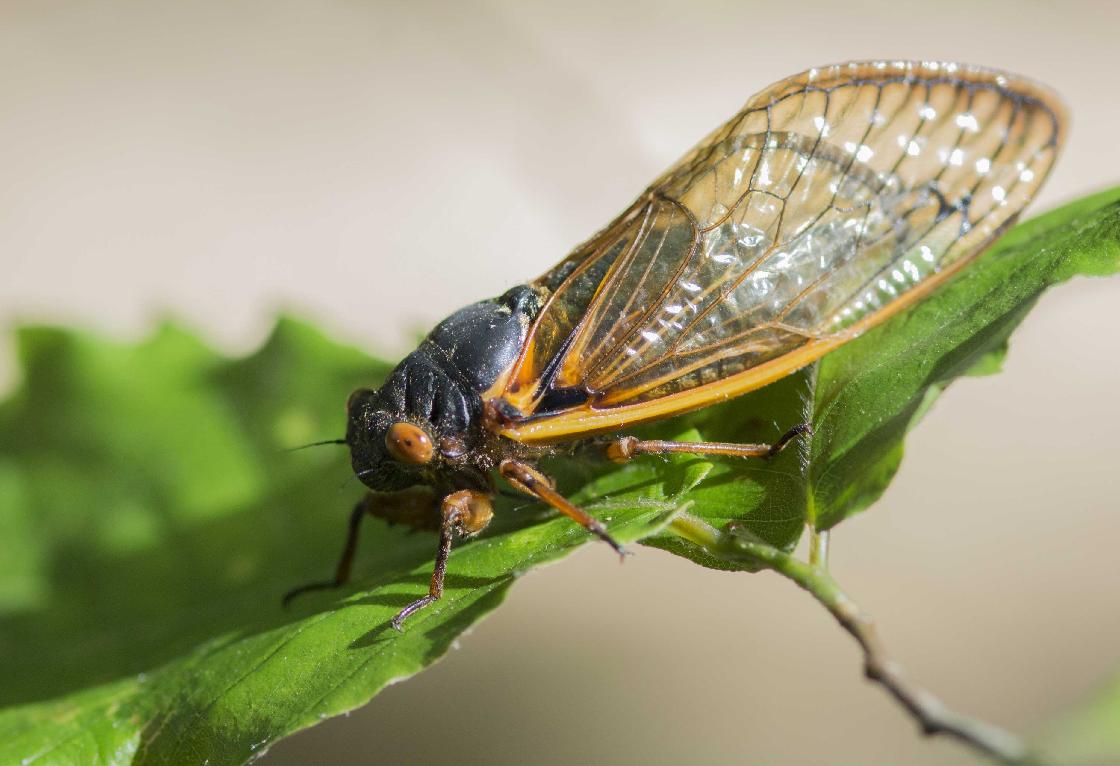 Insekter | illvit.no