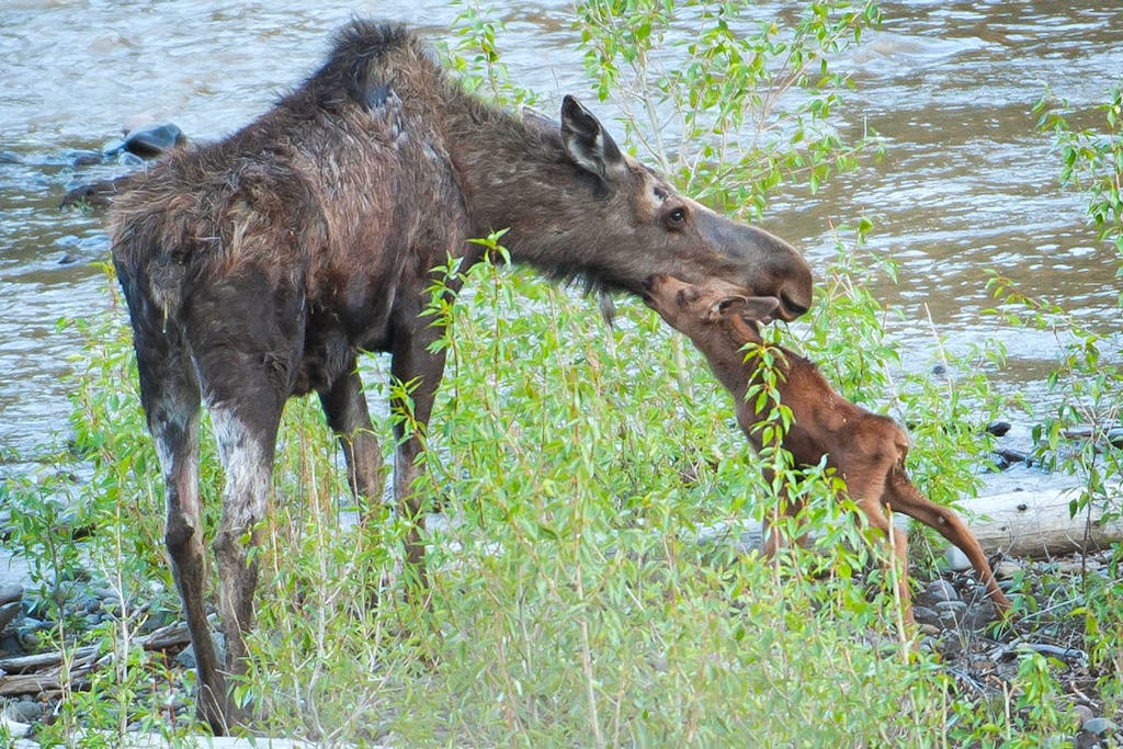 Dødelig hjernesygdom angriber norske elge | illvid.dk