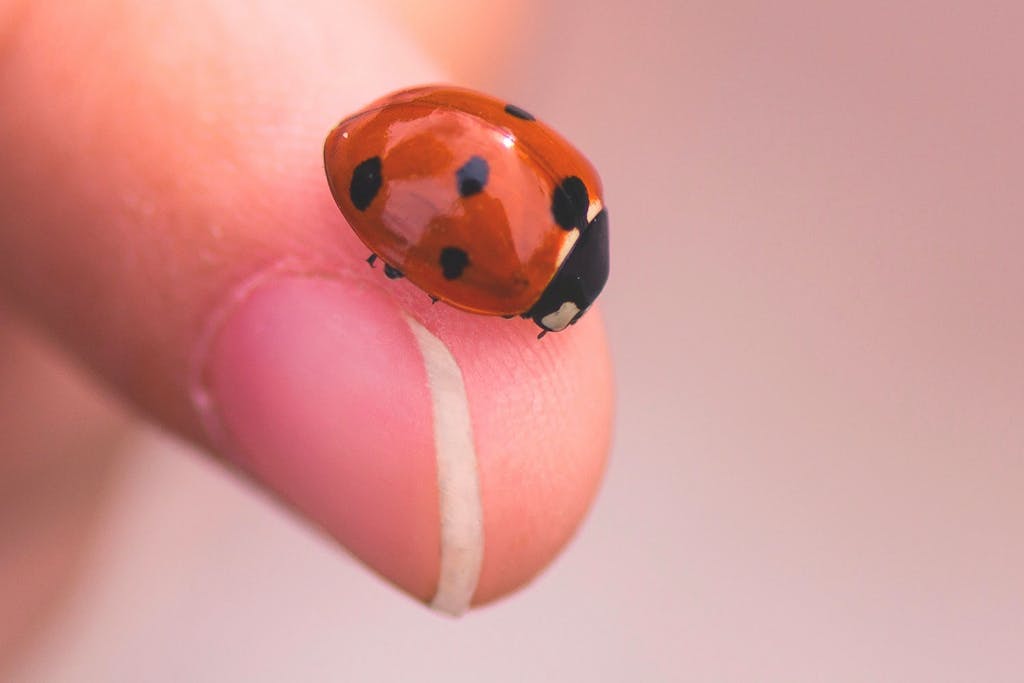 Insecten | Wat zijn insecten? En wat eten ze? | wibnet.nl