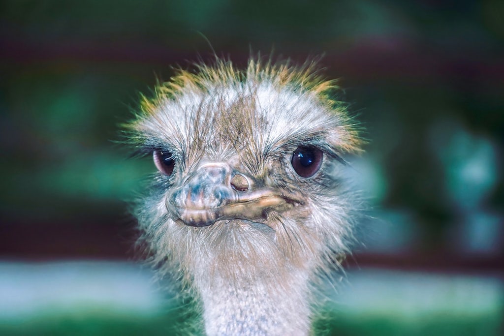 Stoppar en struts verkligen huvudet i sanden? | illvet.se