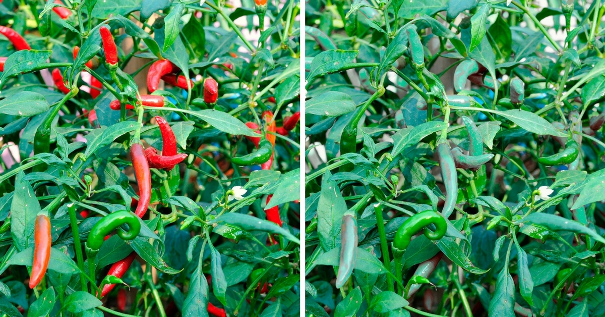 5 GIF-er: Slik ser fargeblinde verden | illvit.no