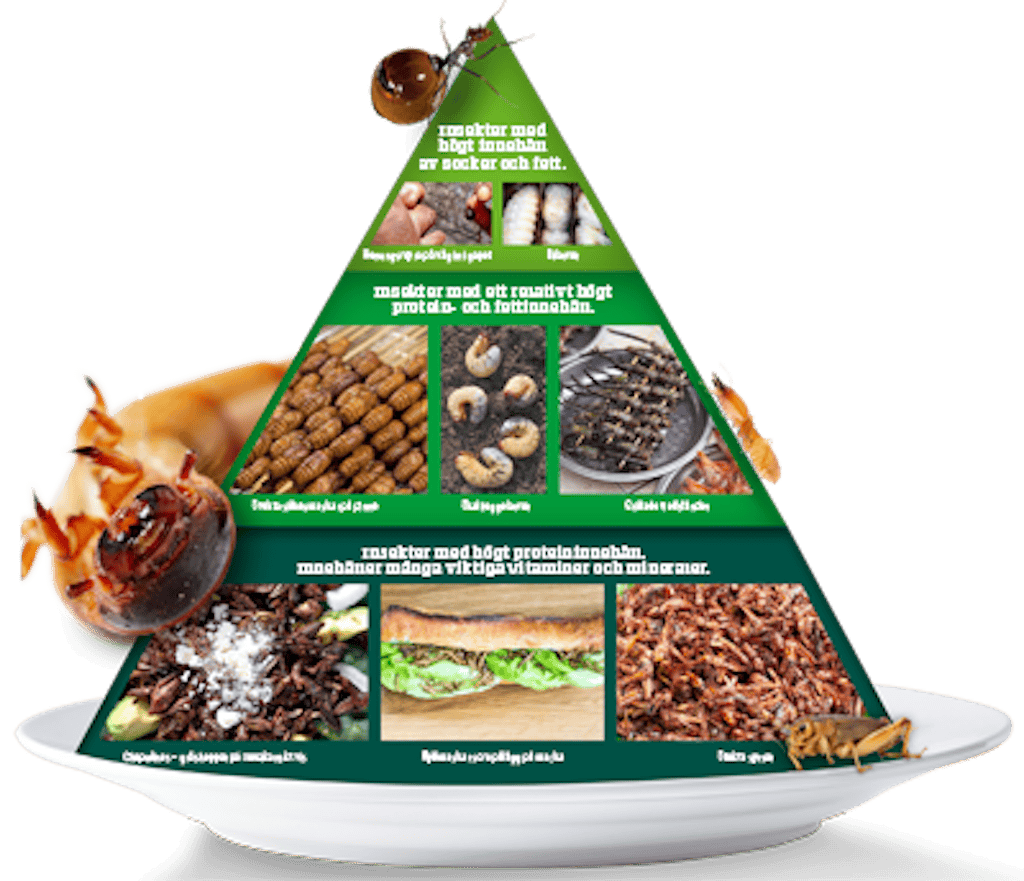 Insekter som mat - FN godkänner kryp i kostpyramiden | illvet.se