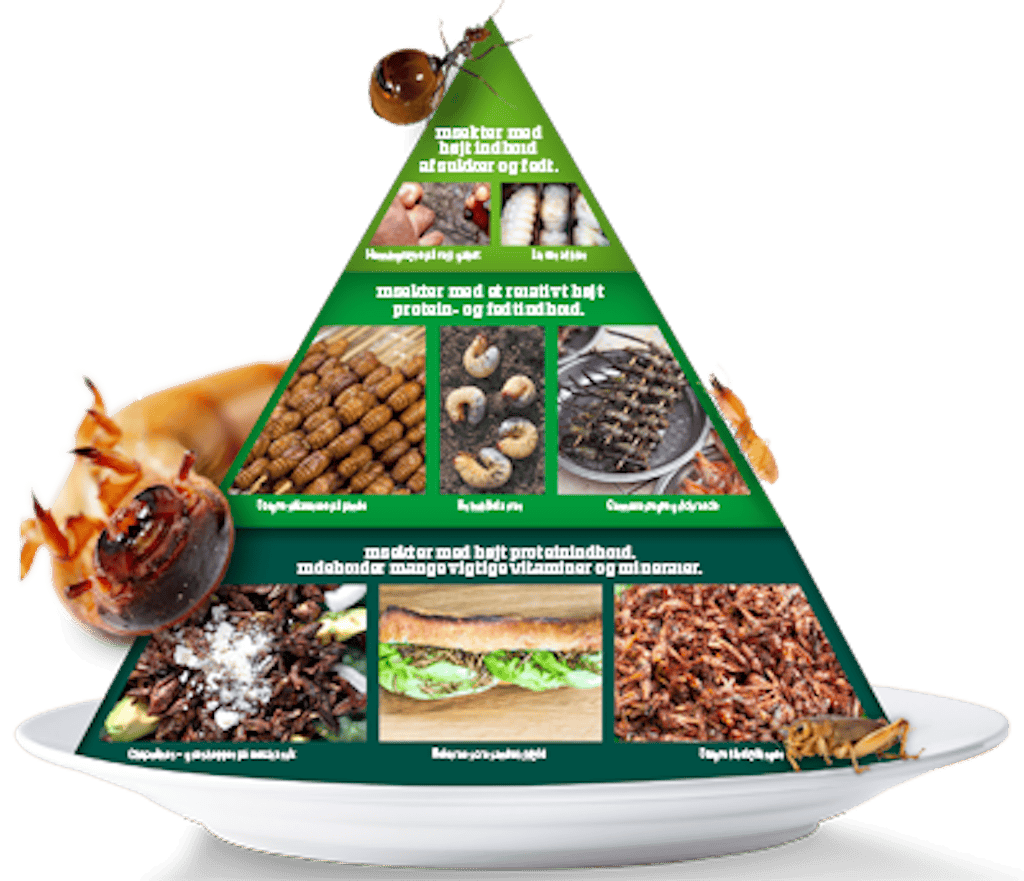Insekter som mad - FN godkender kryb i kostpyramiden | illvid.dk