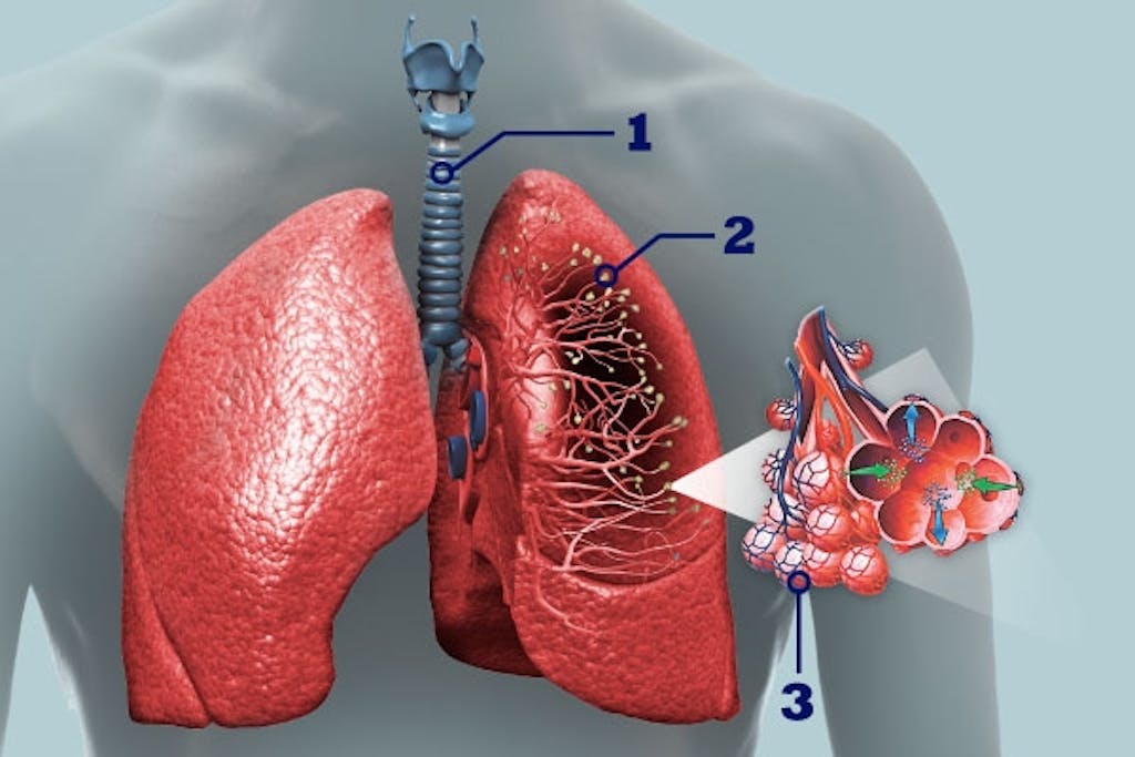 Er store lunger en fordel? | illvit.no