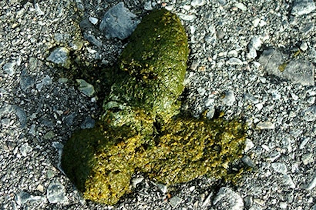 Uloste – Miksi linnunkakka on valkoista? | tieku.fi