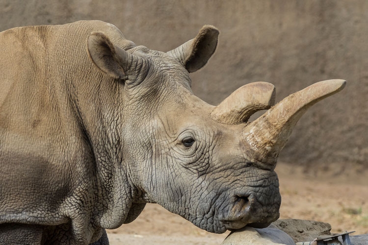 Noordelijke witte neushoorn zeer ernstig bedreigd: Nog maar drie over ...