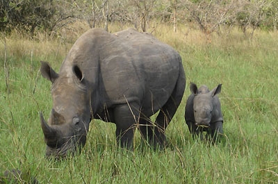 Noordelijke witte neushoorn zeer ernstig bedreigd: Nog maar drie over ...