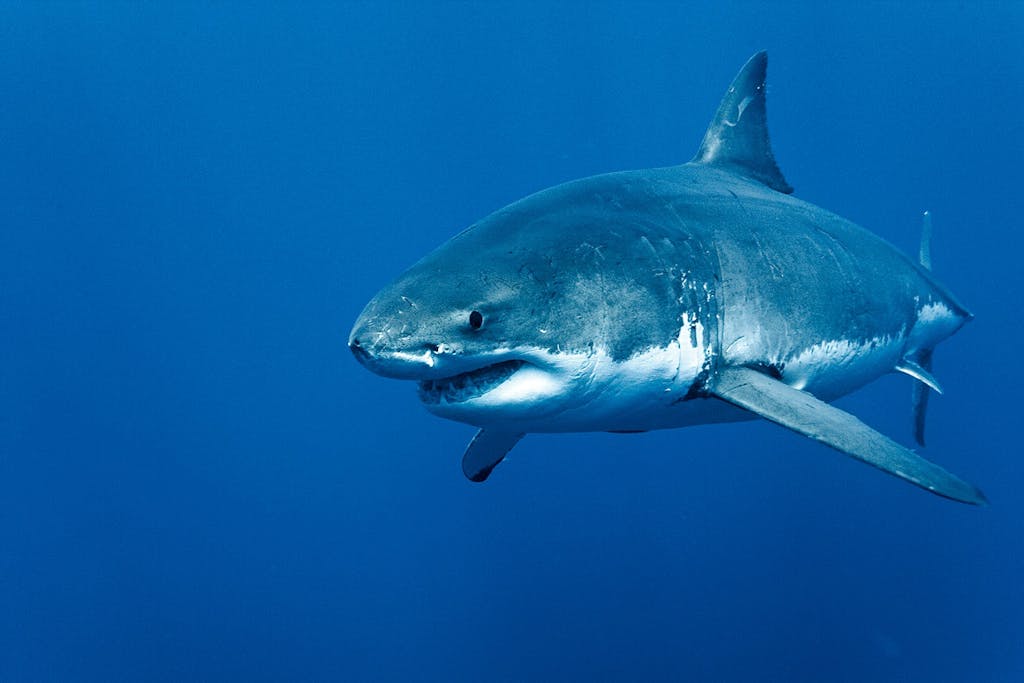 Haaien - Meer feiten over haaien vind je hier | wibnet.nl