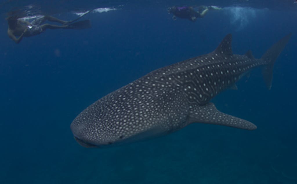 Hajer: 7 overraskende facts om hajer | illvid.dk