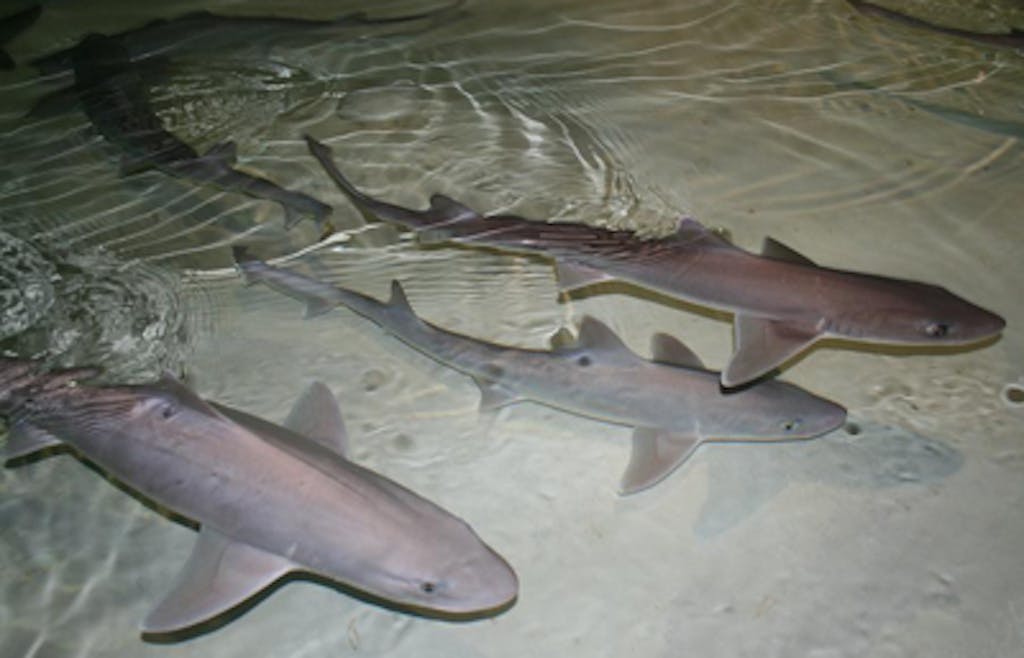 Hajer: 7 overraskende facts om hajer | illvid.dk