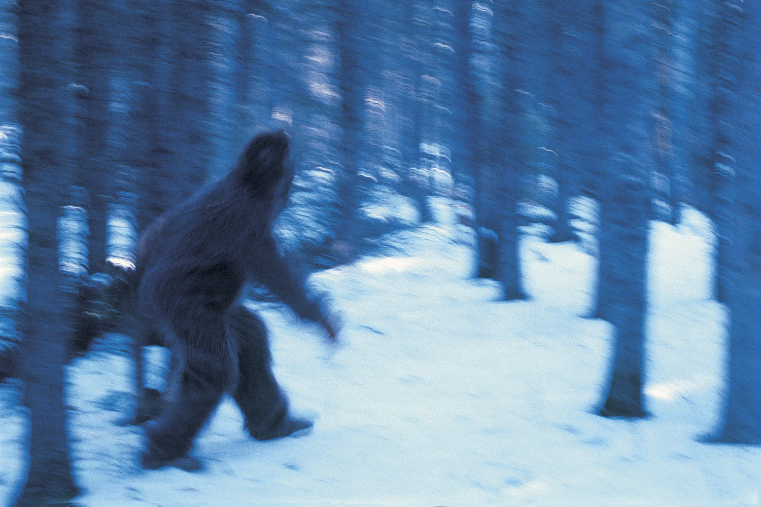 Yeti - Få overblik over myten om Himalayas yeti | illvid.dk