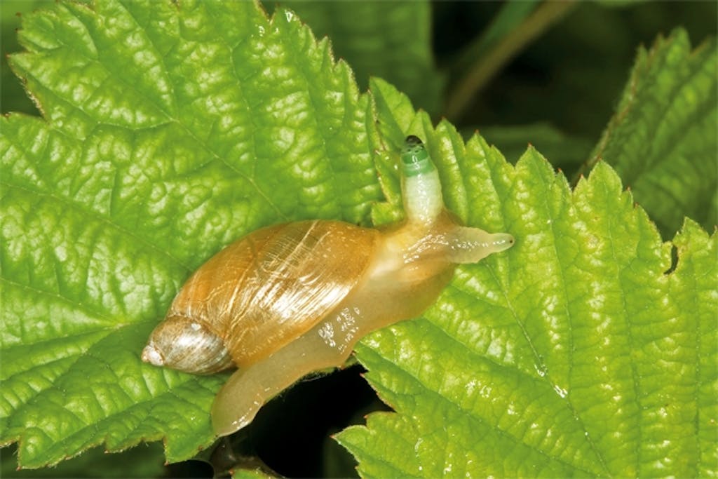 Loiset – 5 suurinta sankaria | tieku.fi