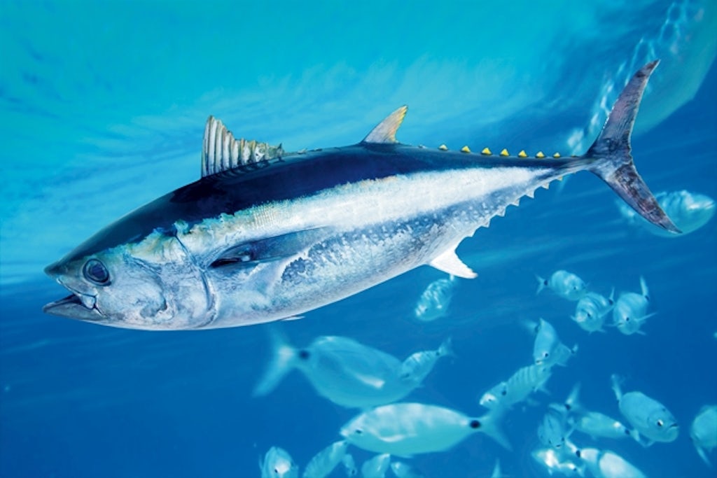 Verdens raskeste dyr – Her er topp 10 | illvit.no