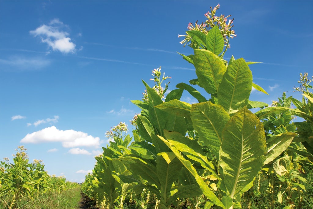 Så meget nikotin er der i forskellige produkter | illvid.dk