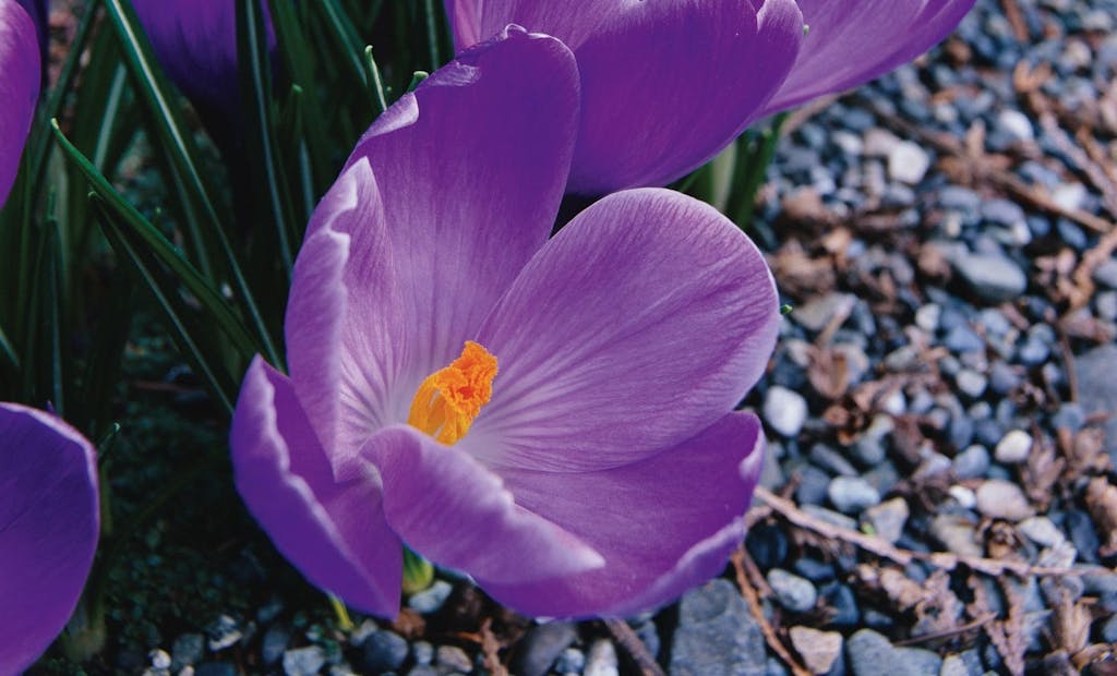 Varför sluter blommor sig? | illvet.se
