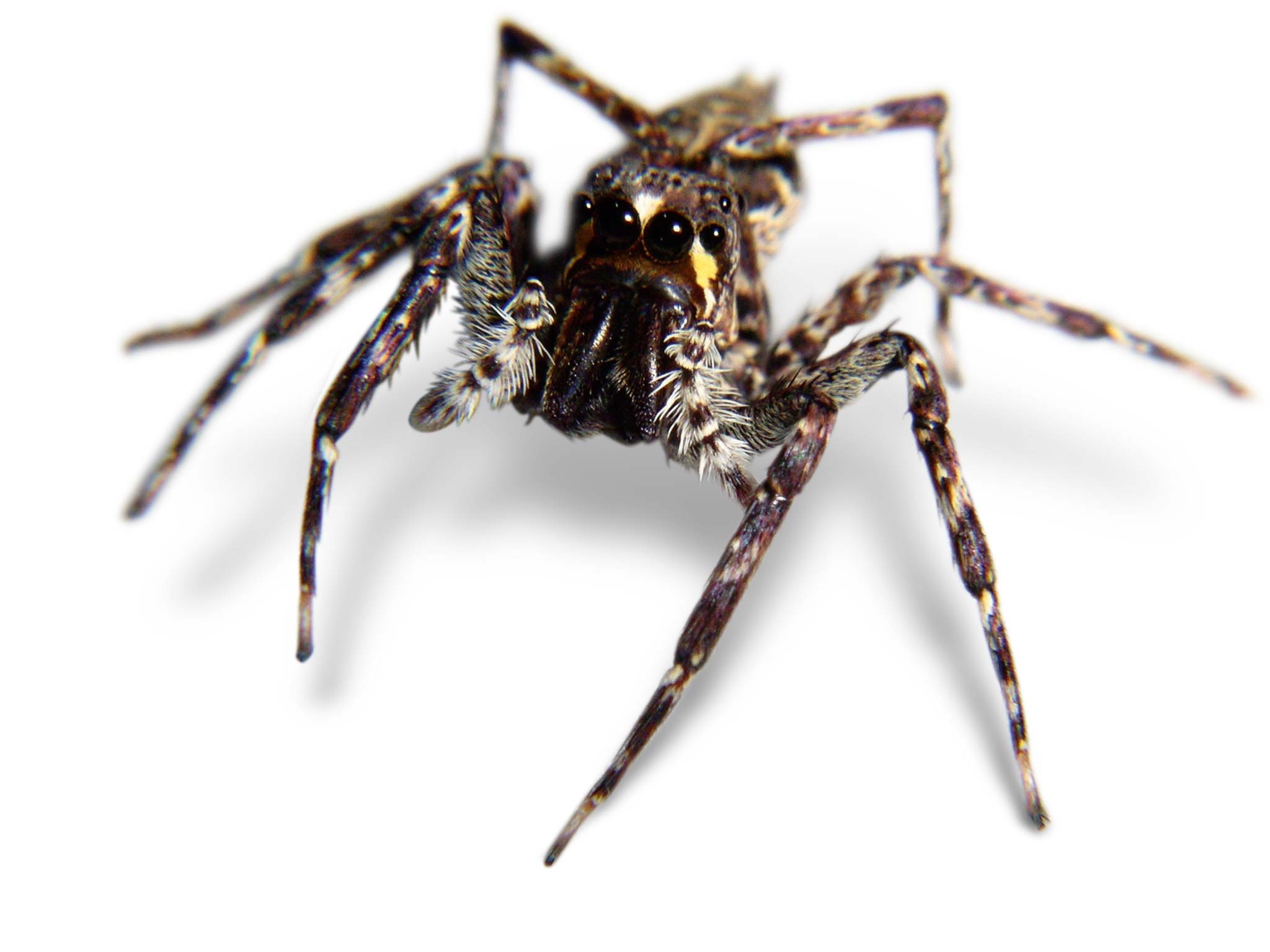 Edderkopper myldrer frem – her er 5 fakta | illvit.no