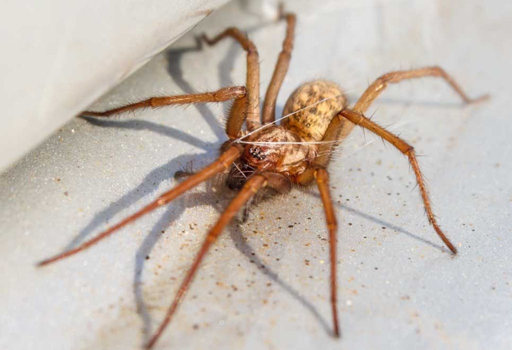 Edderkopper - Læs alt om de flerbenede kryb her | illvid.dk