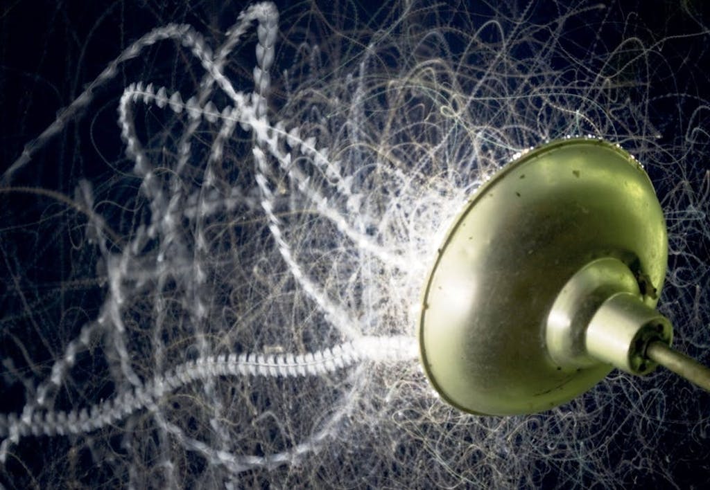 Insekter | illvid.dk