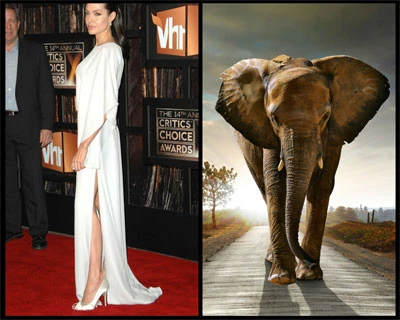 Angelina Jolie trampar hårdare än en elefant | illvet.se