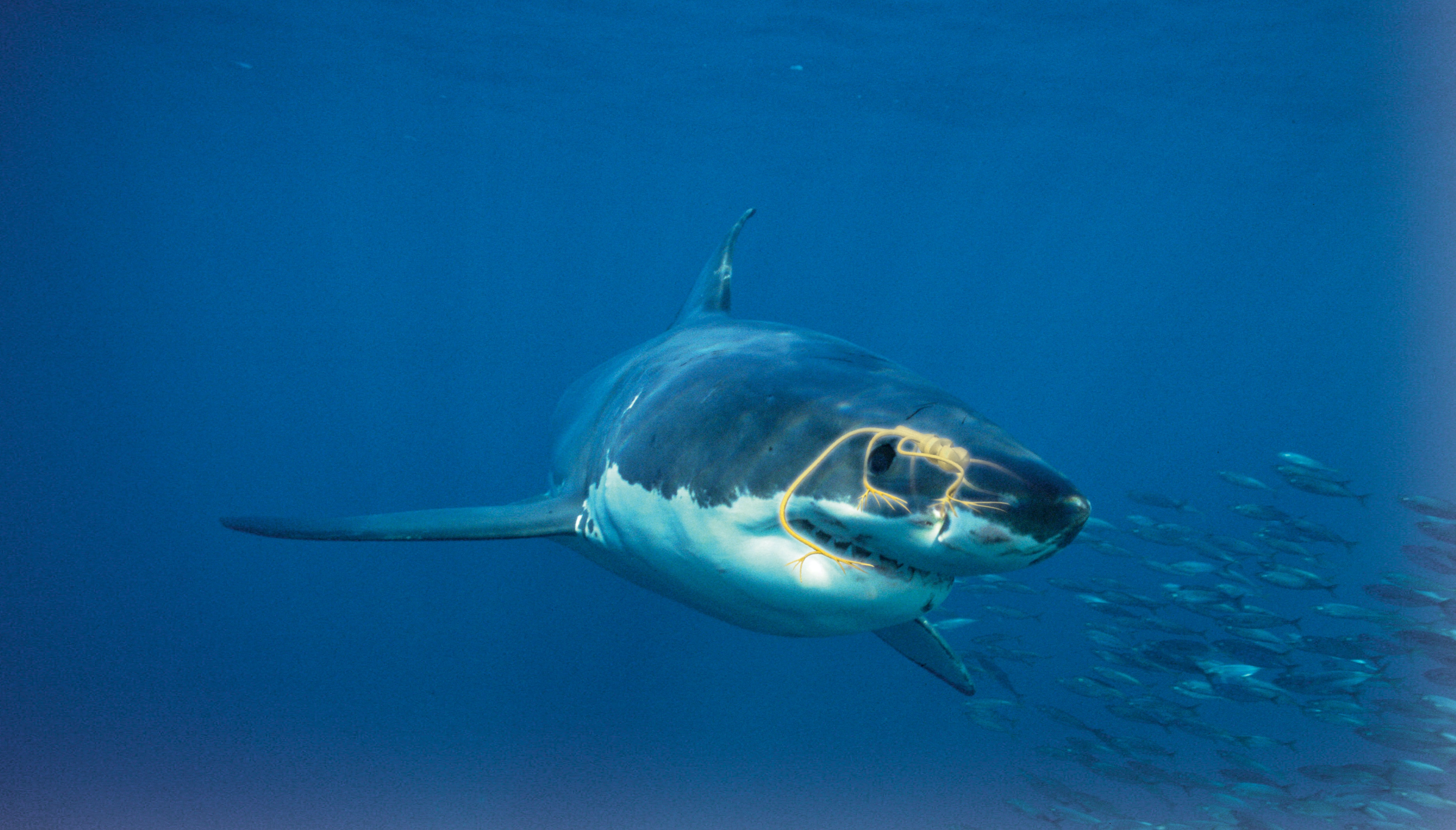 Dyr har supersanser | illvid.dk