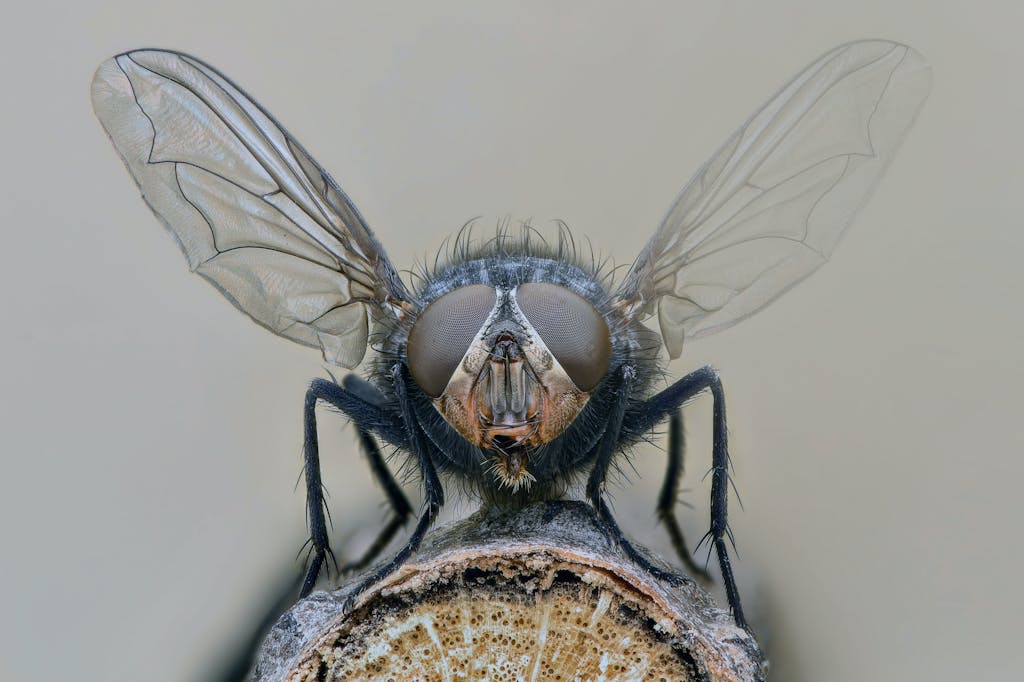 Kolibrier är vanligen enslingar, men forskare har sett tecken på ...