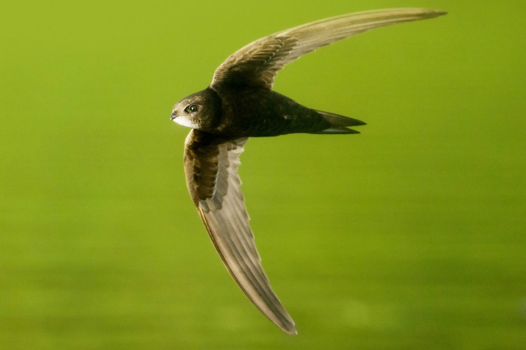 Wie is de langste man ter wereld? | wibnet.nl