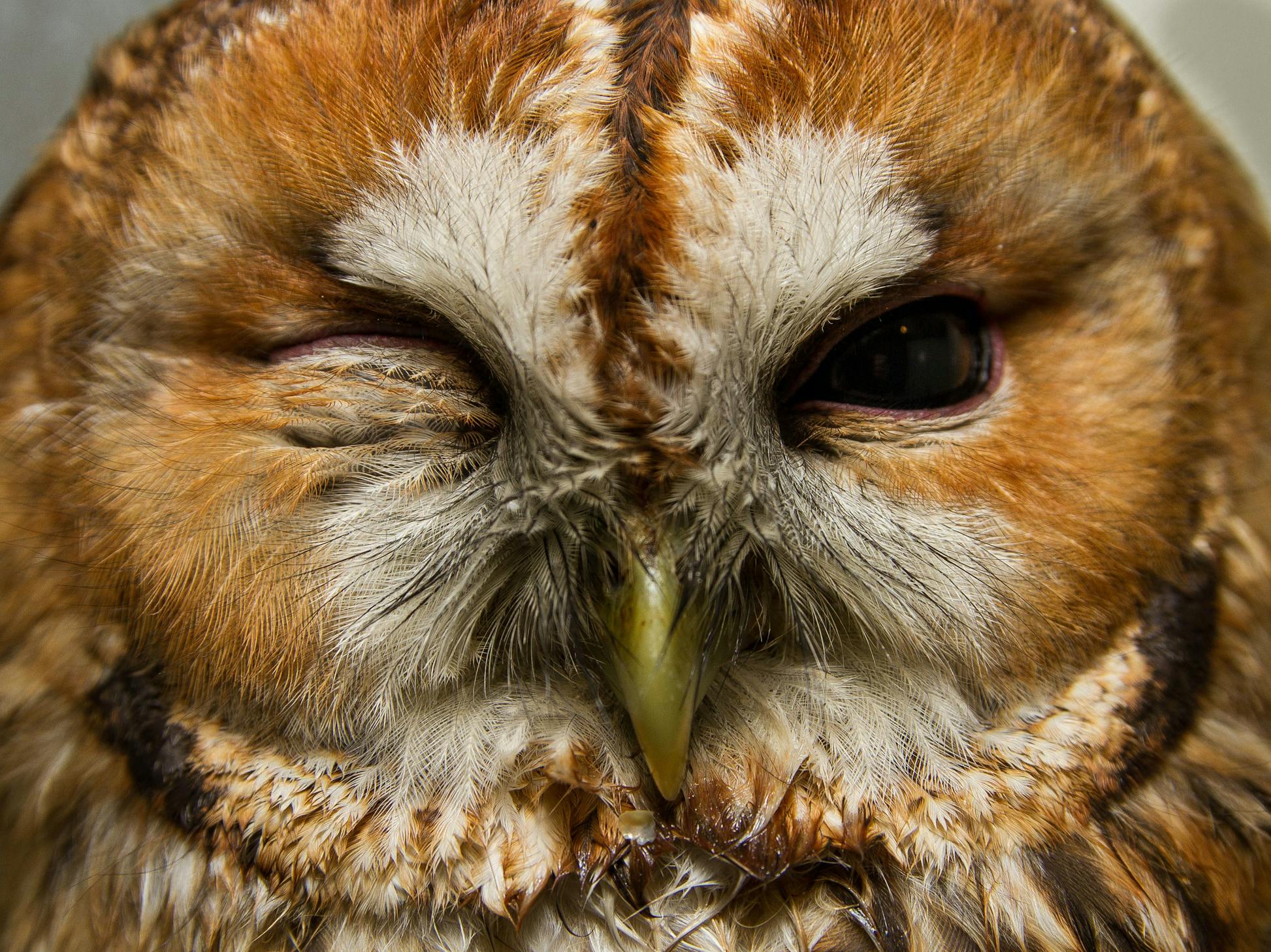 Vleugels zijn de weg naar succes | wibnet.nl