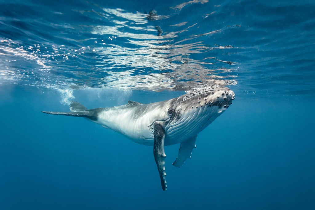 De orka is de moordmachine van de oceaan | wibnet.nl