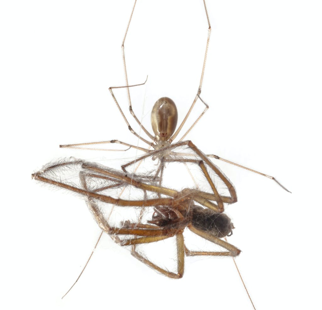 Hva lever edderkopper av når det ikke er noen fluer? | illvit.no