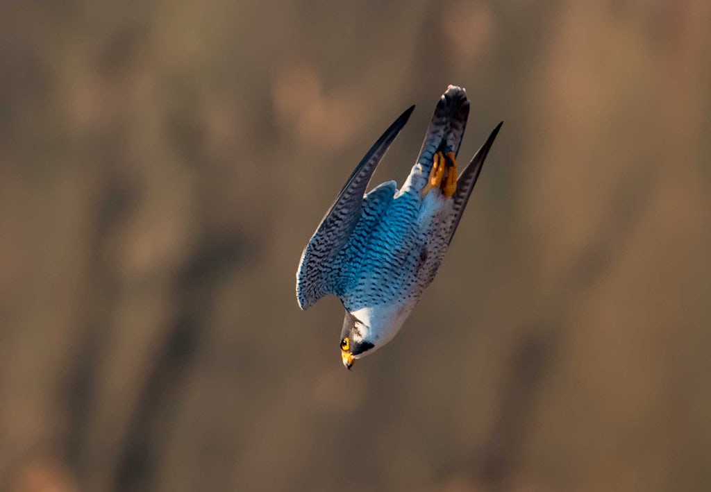 Verdens raskeste dyr – Her er topp 10 | illvit.no