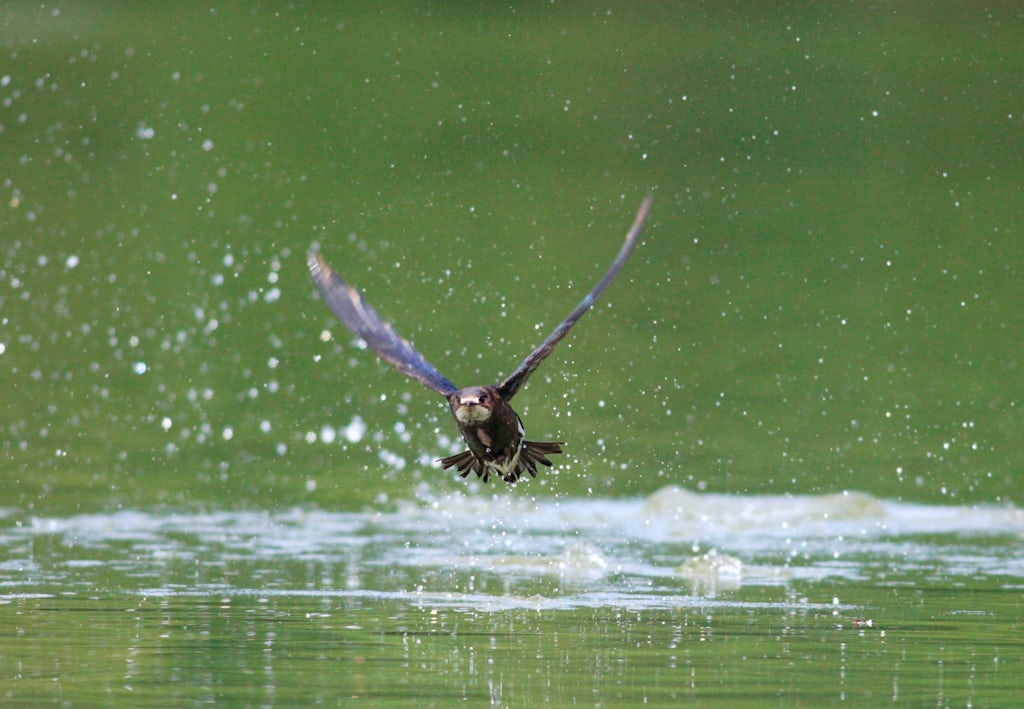 Verdens raskeste dyr – Her er topp 10 | illvit.no