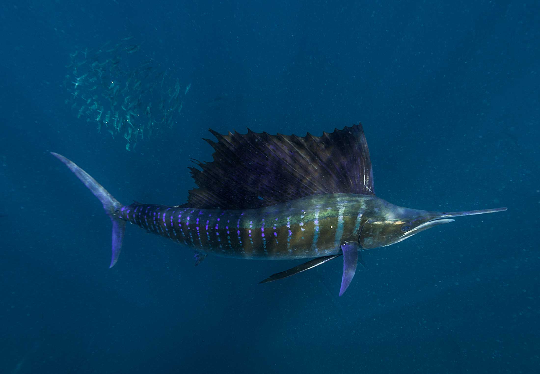 Her er verdens raskeste dyr | illvit.no