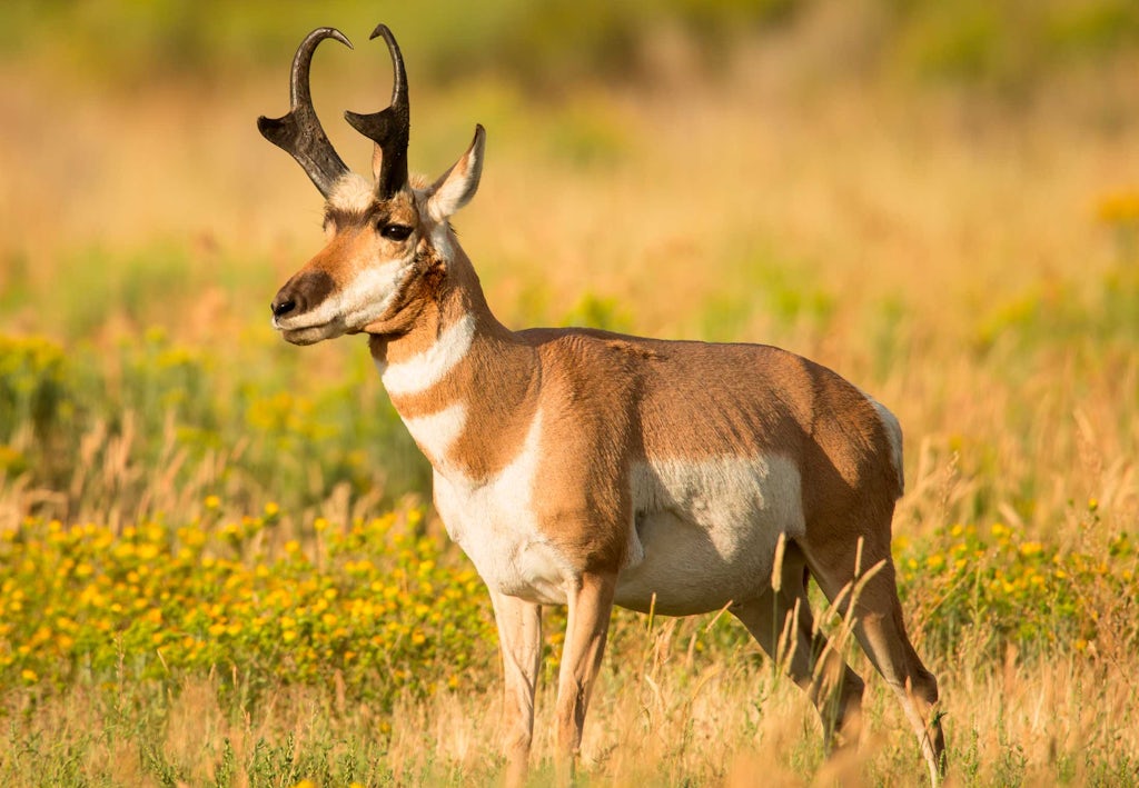 Verdens raskeste dyr – Her er topp 10 | illvit.no