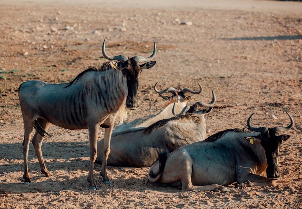 Verdens raskeste dyr – Her er topp 10 | illvit.no