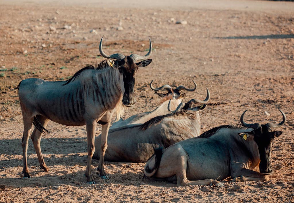 ärldens snabbaste djur - Här är topp 10 | illvet.se