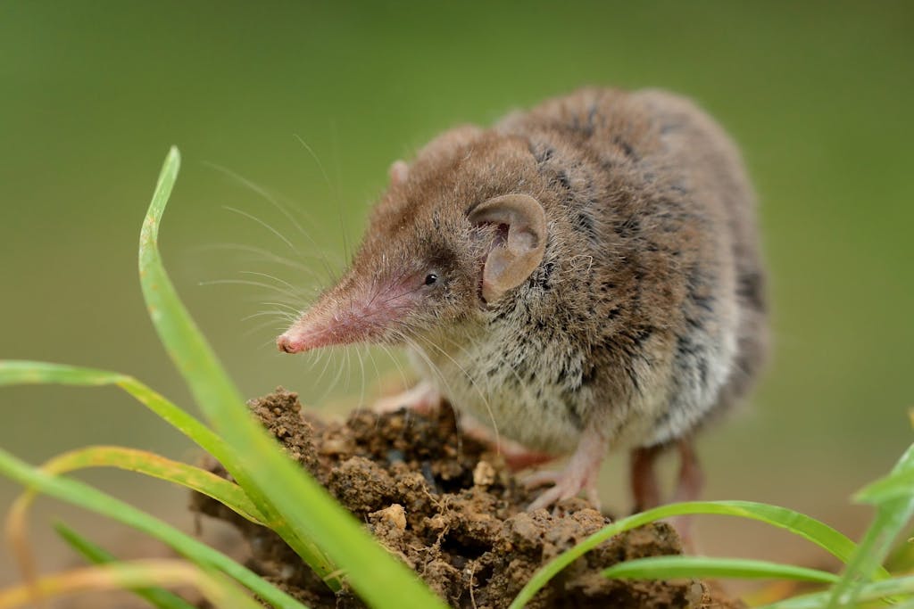Dit zijn de grootste veelvraten van het dierenrijk | wibnet.nl