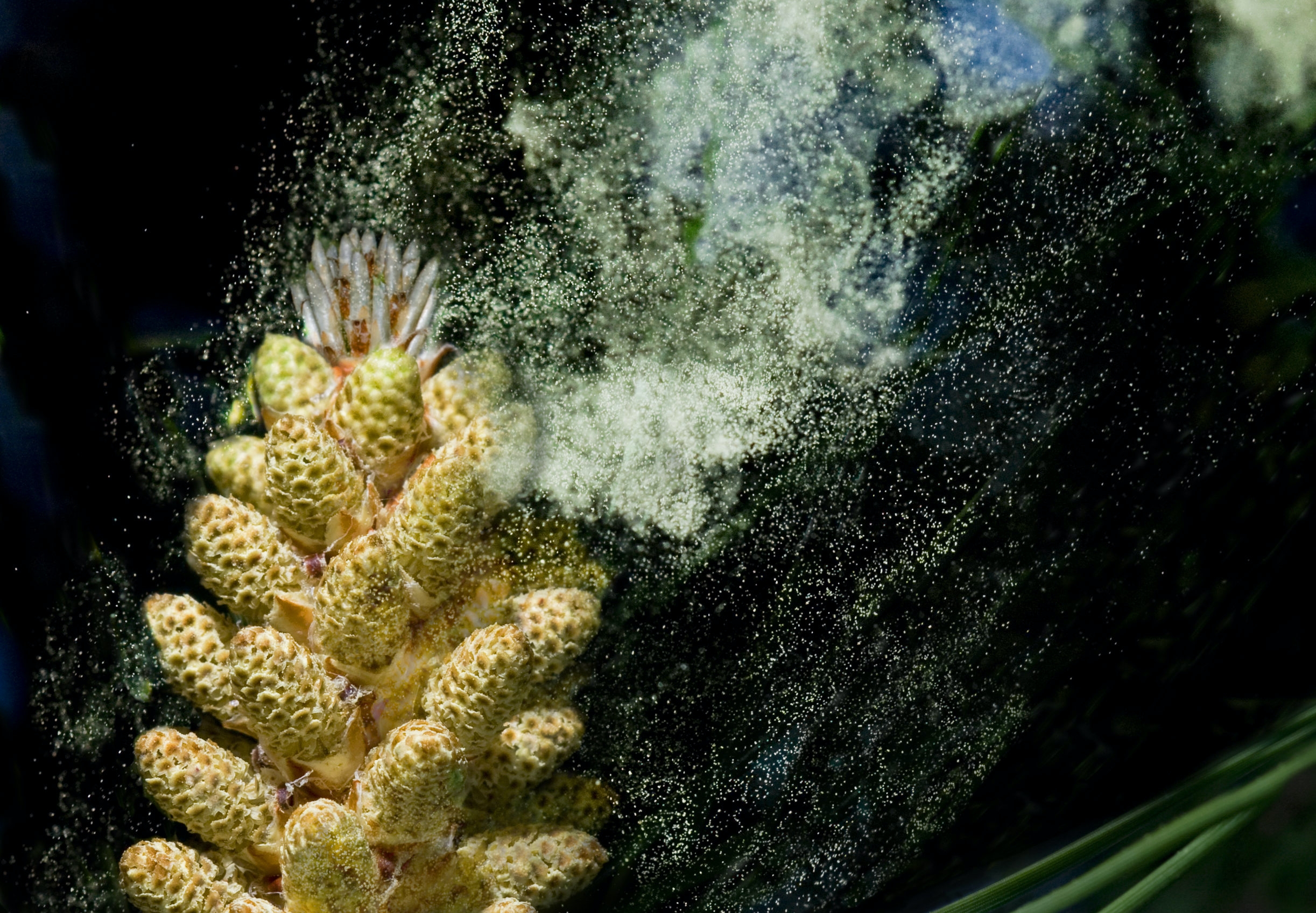 Pollenallergie: Wat is pollen en waarom kun je er allergisch voor zijn ...